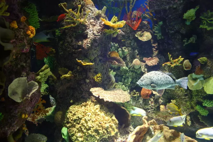 Shedd Aquarium ရှိ Wild Reef