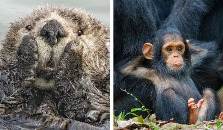 13 photographies humoristiques de la faune de l'année