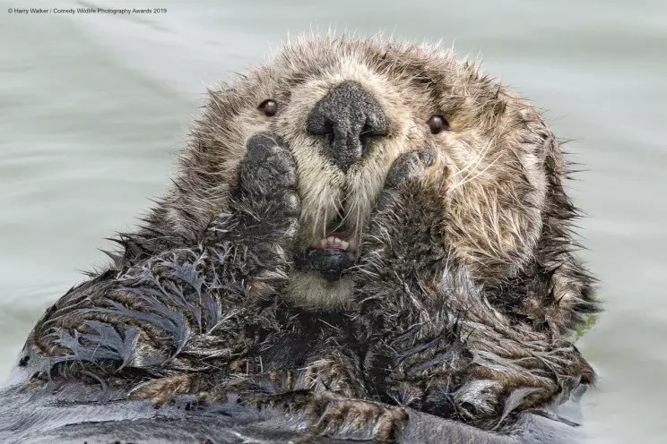 13 photographies humoristiques de la faune de l'année