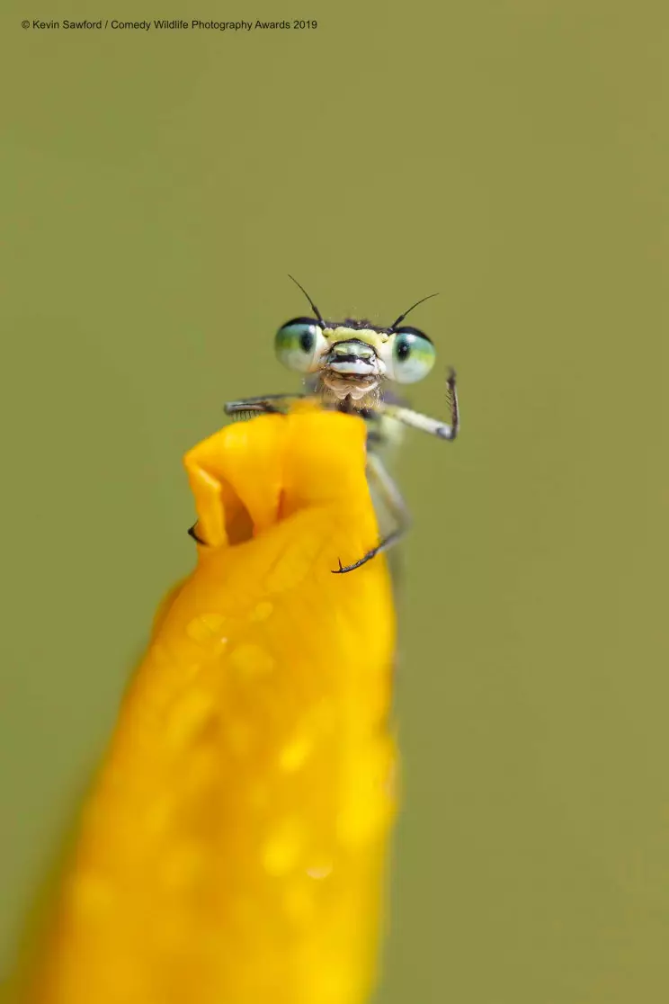 13 fotografías cómicas de vida silvestre del año