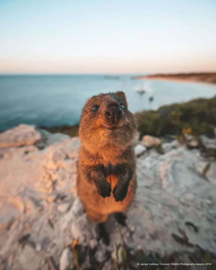 13 fotos de comédia da vida selvagem do ano