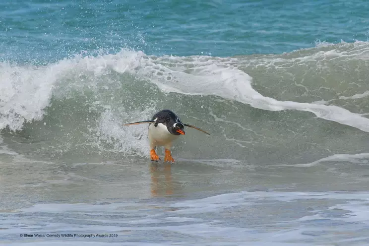 13 Comedy Wildlife Photographs of the Year