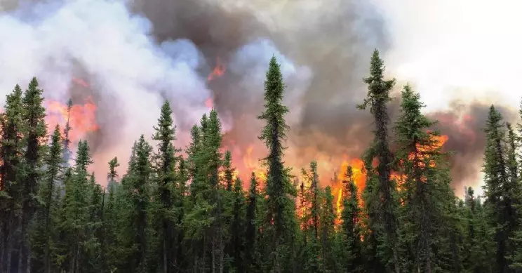 Пожежі в Арктиці та їх вплив на нашу планету