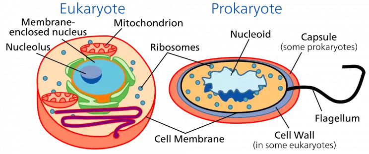 تفاوت بین سلول های پروکاریوتی و یوکاریوتی چیست؟