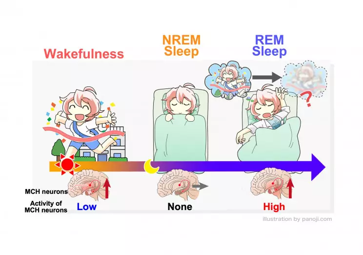 Mientras estás profundamente dormido, tu cerebro elimina recuerdos 'innecesarios'