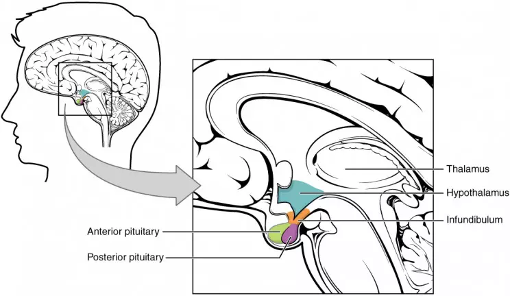 Mientras estás profundamente dormido, tu cerebro elimina recuerdos 'innecesarios'