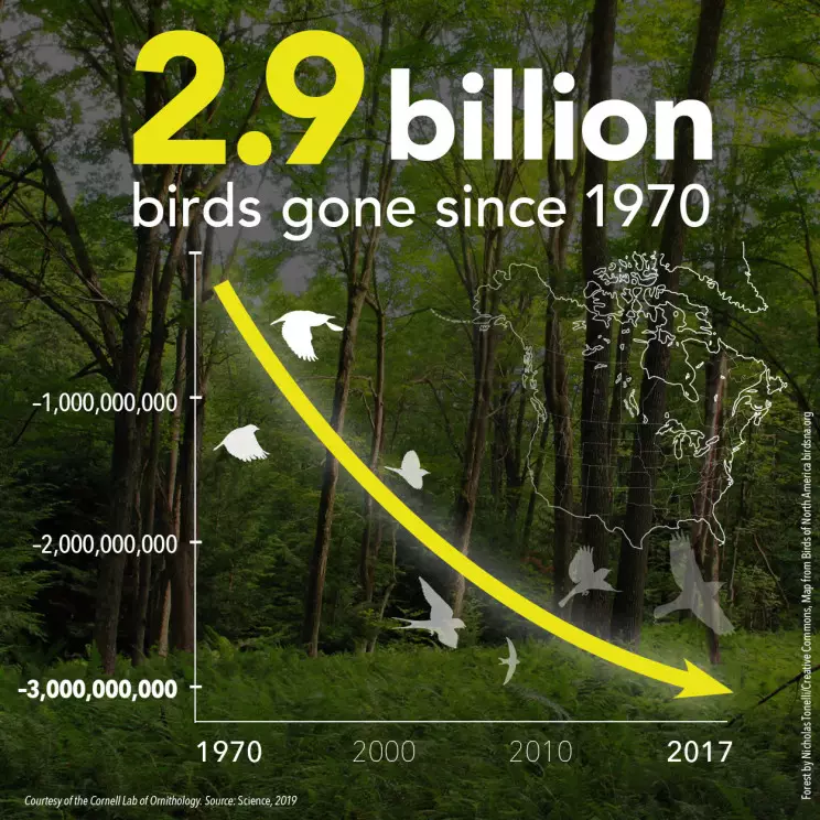 Амаль 3 мільярды птушак у Паўночнай Амерыцы зніклі з 1970 года