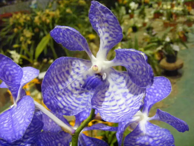 Vanda cultivar