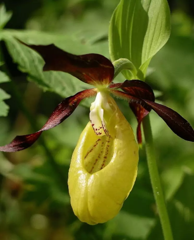 orchidée sabot de dame