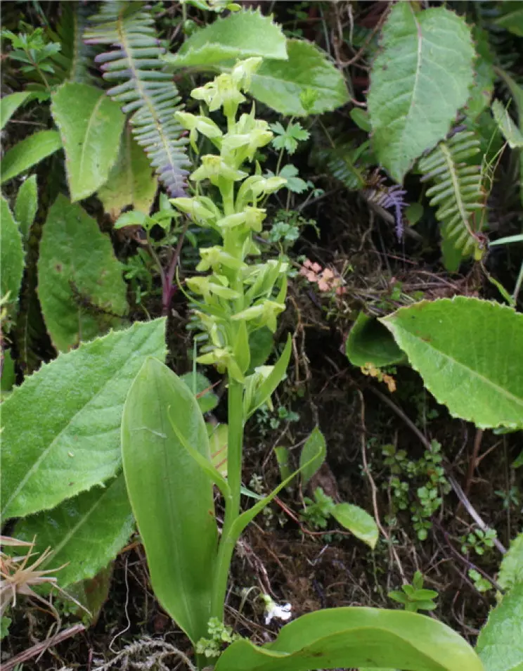 I-Hochstetter's Butterfly orchid