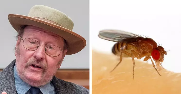 Kuidas Jeffrey Halli puuviljakärbse vaimustus tsirkadiaanrütmi purustas