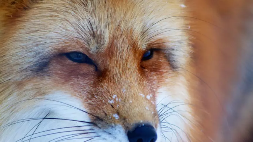 Новое открытие: лисы отслеживают добычу с помощью магнитных полей