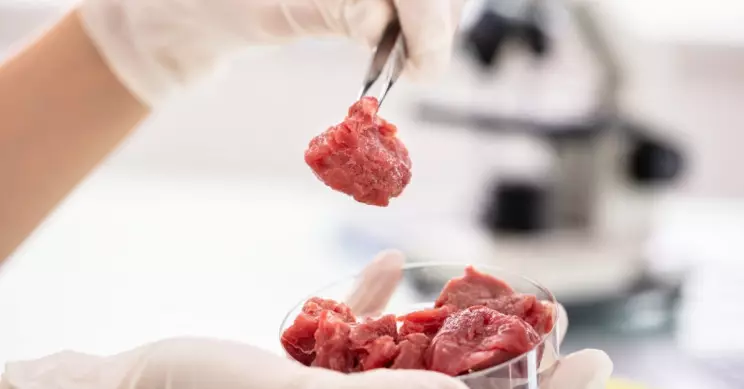 Pesquisadores encontram maneira de tornar a carne cultivada em laboratório mais atraente