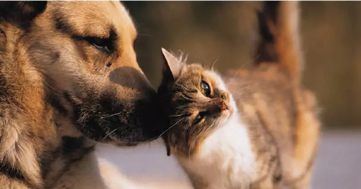 Perbahasan Besar: Adakah Kucing atau Anjing Lebih Pandai?