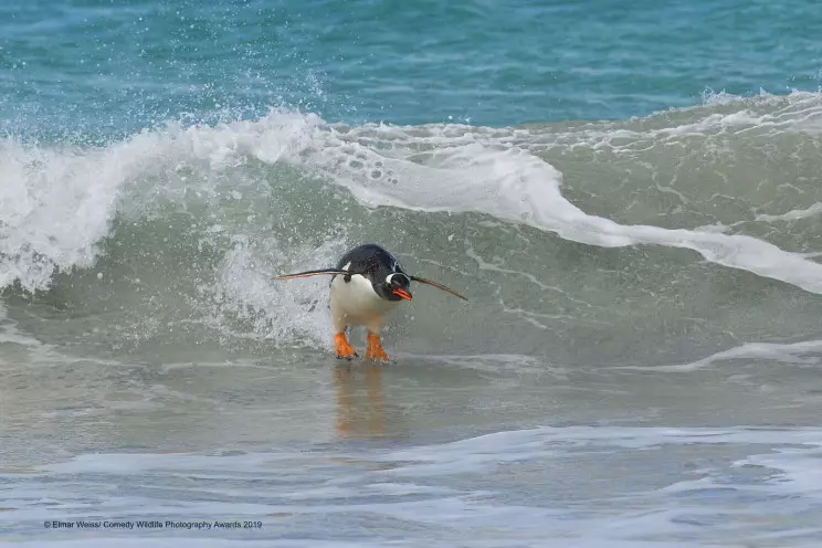 Gewinner der diesjährigen Comedy Wildlife Photography Awards bekannt gegeben