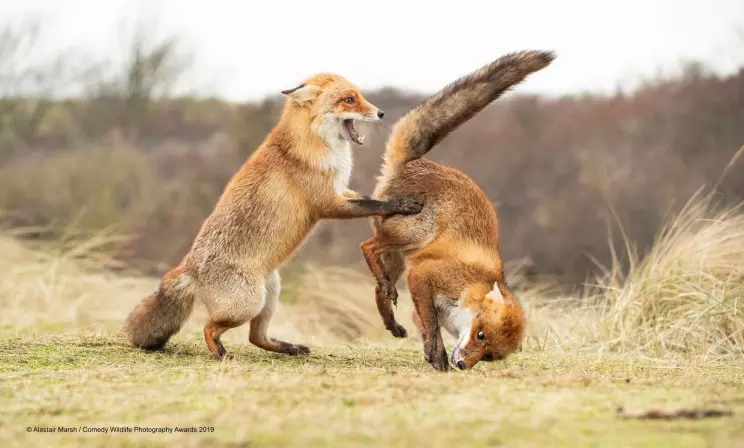 Объявлены победители конкурса Comedy Wildlife Photography Awards этого года