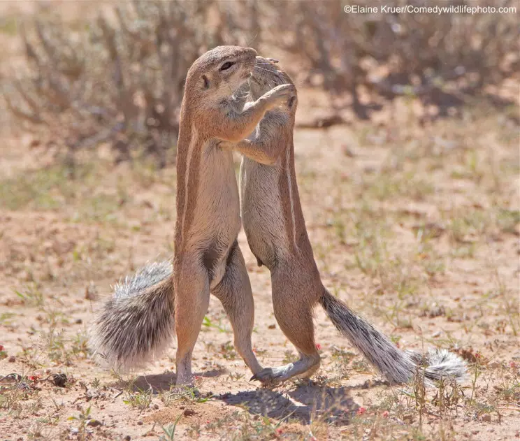 Vinderne af årets Comedy Wildlife Photography Awards er offentliggjort