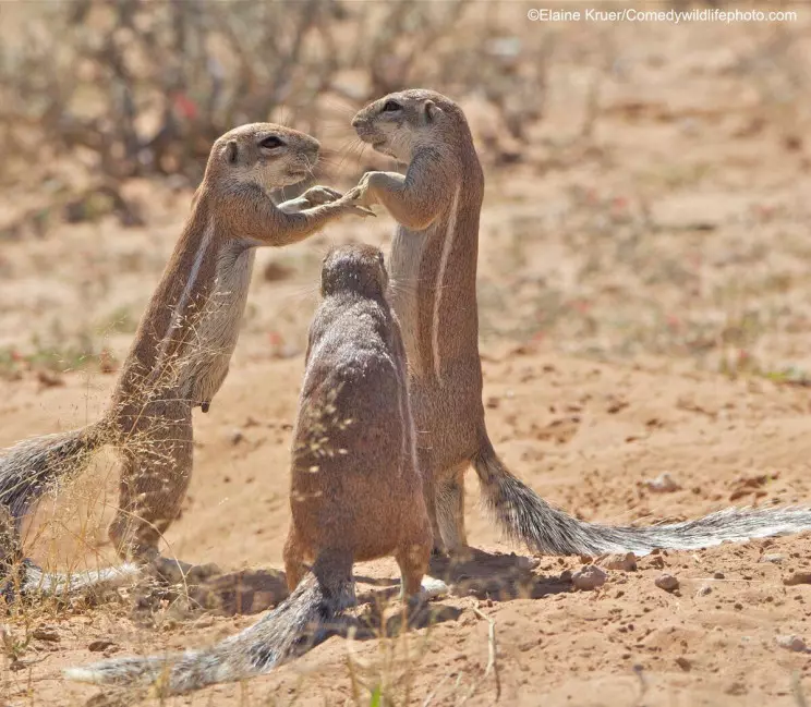 Vinderne af årets Comedy Wildlife Photography Awards er offentliggjort