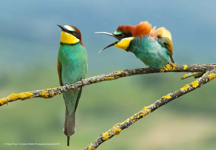 Vinderne af årets Comedy Wildlife Photography Awards er offentliggjort