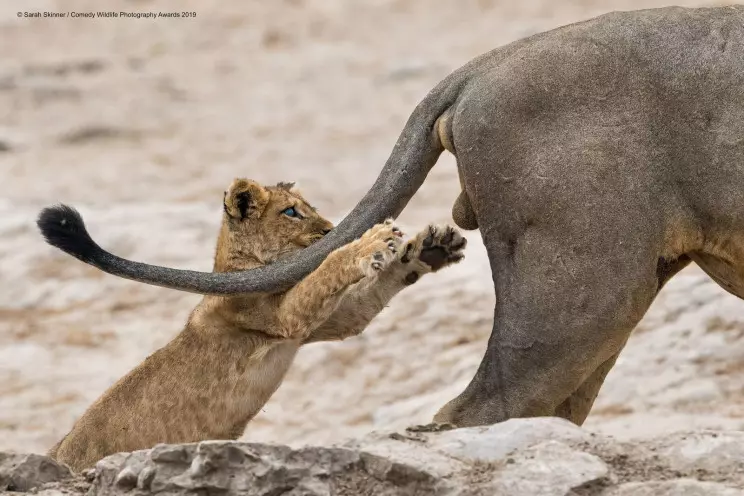 Объявлены победители конкурса Comedy Wildlife Photography Awards этого года