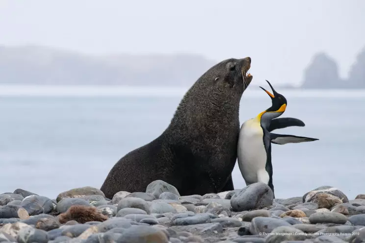 Vinderne af årets Comedy Wildlife Photography Awards er offentliggjort