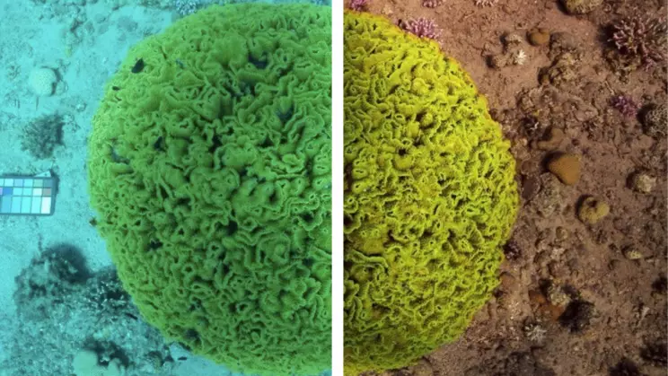 Algoritmi i ri heq shtrembërimet nënujore për fotografi të qarta shumëngjyrëshe