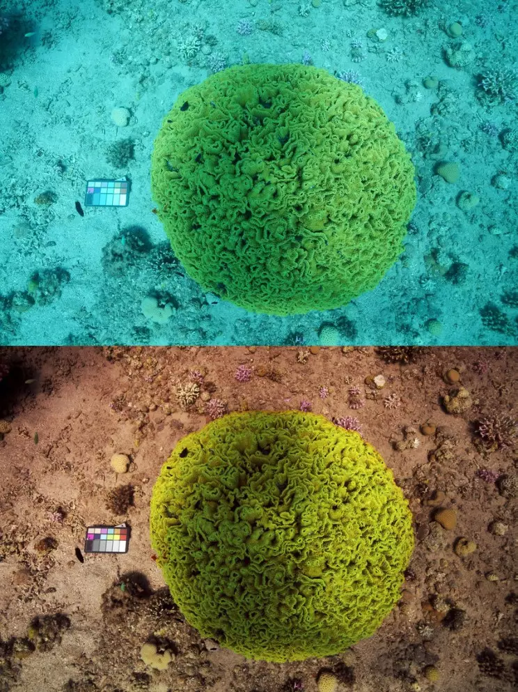 નવા અલ્ગોરિધમ સ્પષ્ટ રંગીન ચિત્રો માટે પાણીની અંદરની વિકૃતિઓને દૂર કરે છે