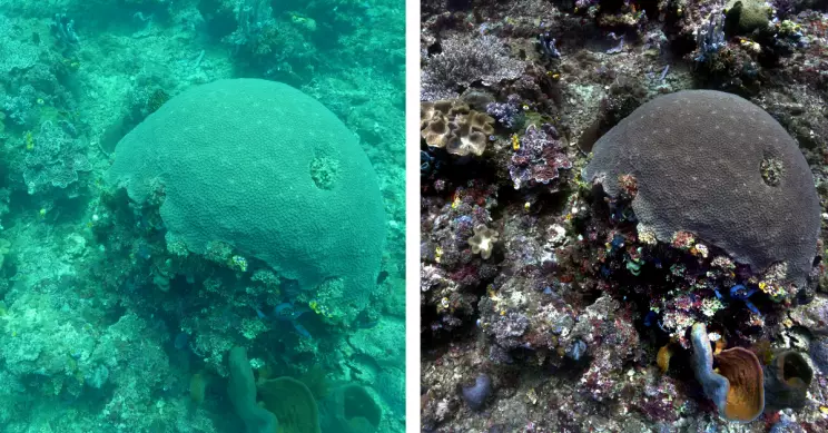 Novi algoritam uklanja podvodna izobličenja za jasne šarene slike