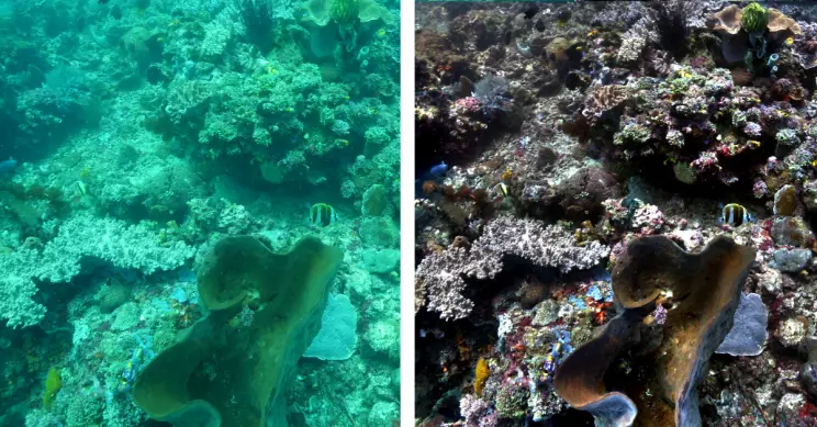 الگوریتم جدید اعوجاج زیر آب را برای تصاویر رنگارنگ شفاف حذف می کند