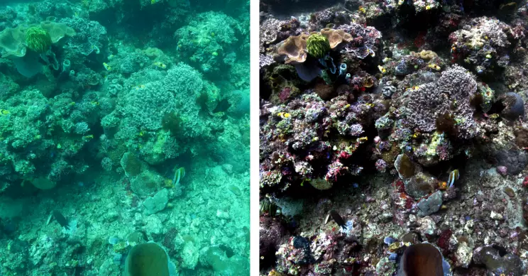 Ny algoritme fjerner undervannsforvrengninger for klare fargerike bilder