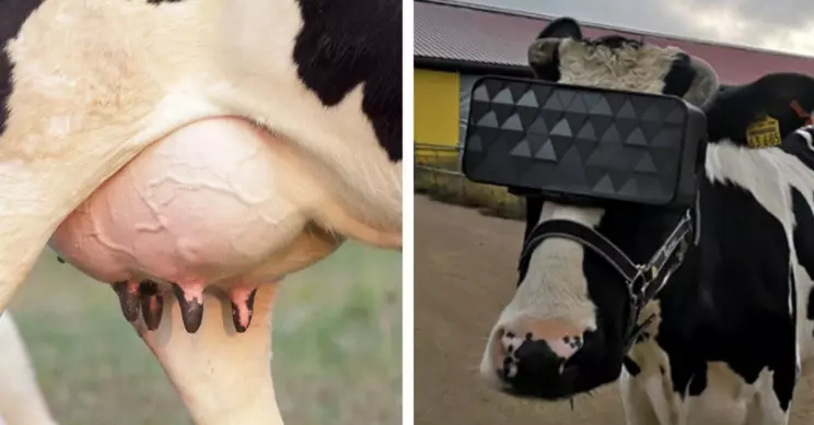 I redattori discutono su quanto latte deve produrre una mucca per permettersi un visore VR