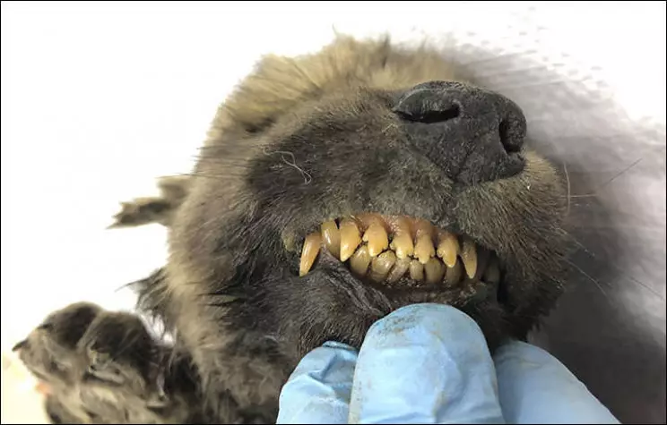 在西伯利亞發現的保存完好的 18,000 歲幼犬
