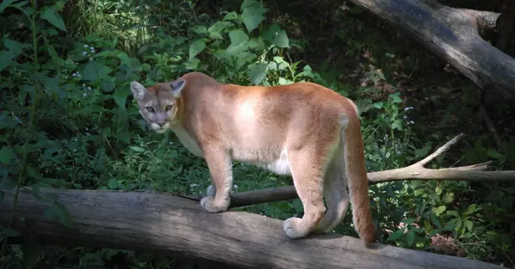 Study Links Coastal Fog na may Mataas na Antas ng Mercury sa Mountain Lions