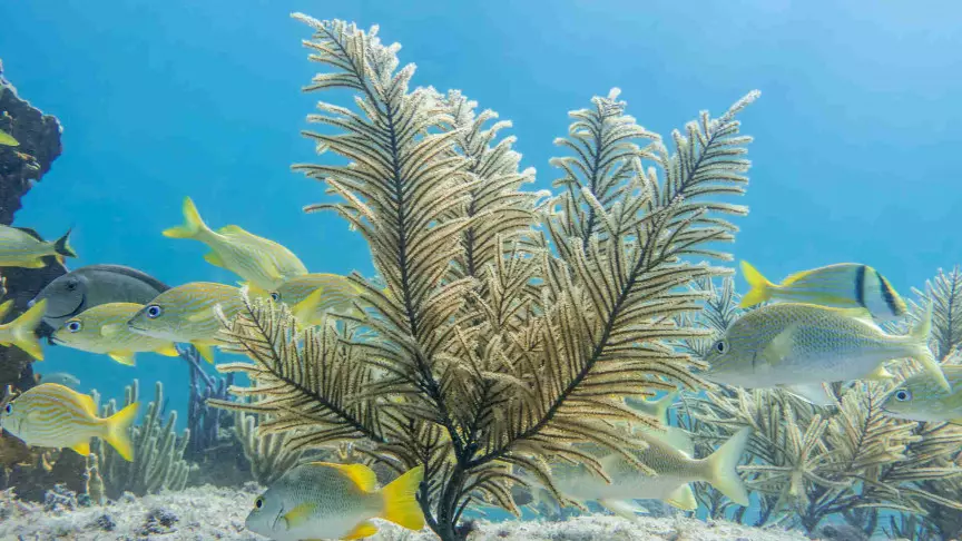 Els científics troben un compost clau en els coralls marins per tractar el càncer després de 25 anys