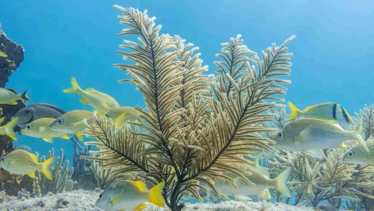 นักวิทยาศาสตร์พบสารประกอบสำคัญในปะการังทะเลรักษามะเร็งหลังอายุ 25 ปี