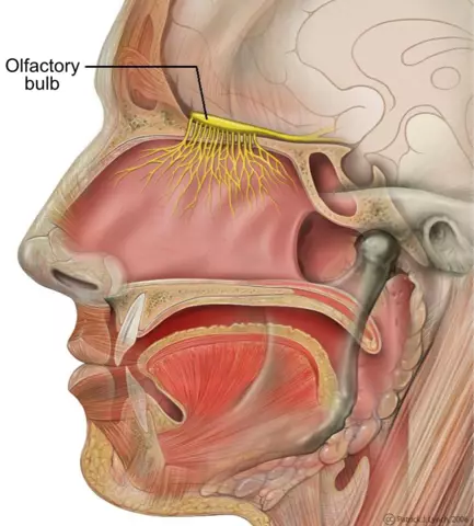 Head_olfactory_nerve _-_ olfactory_bulb_en