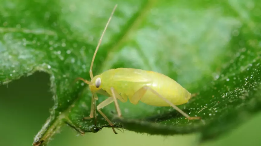 Die baie vreemde wetenskap van plantluise