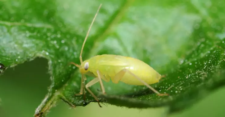 វិទ្យាសាស្ត្រចម្លែកនៃ Aphids