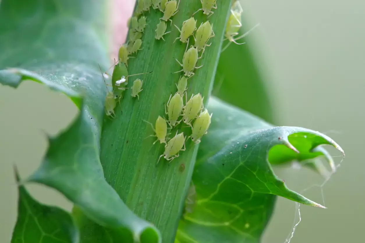 វិទ្យាសាស្ត្រចម្លែកនៃ Aphids