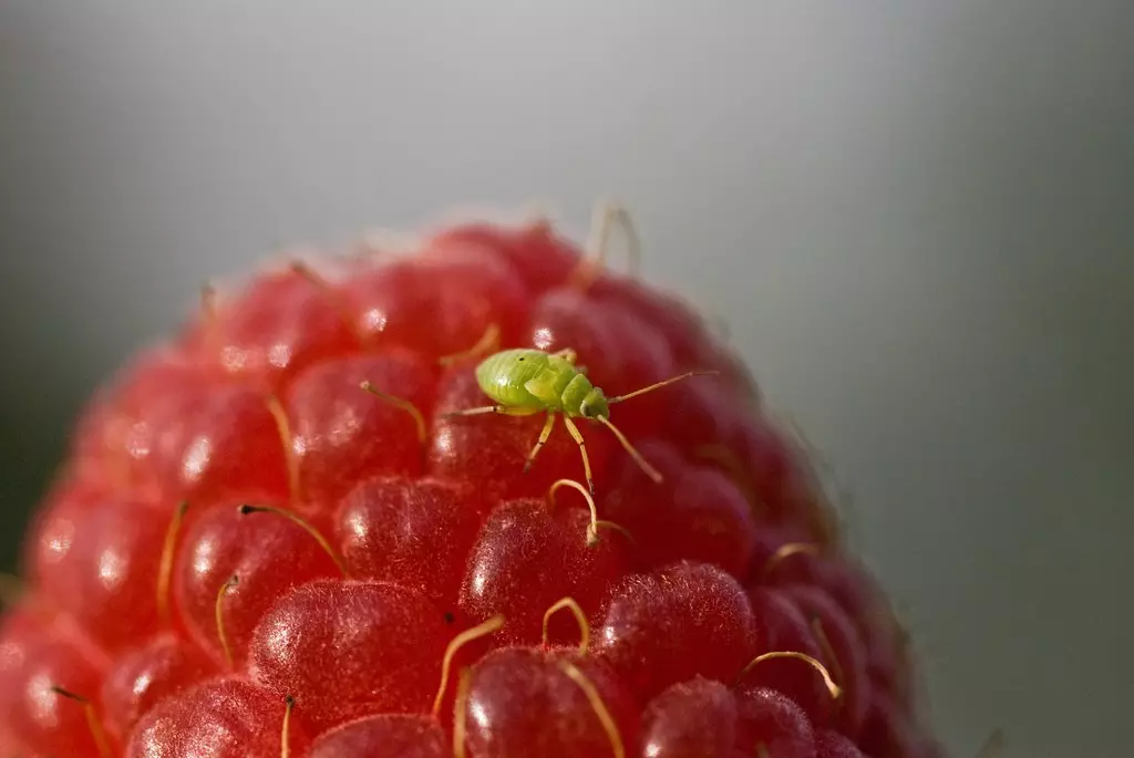 aphid-on-rasberry