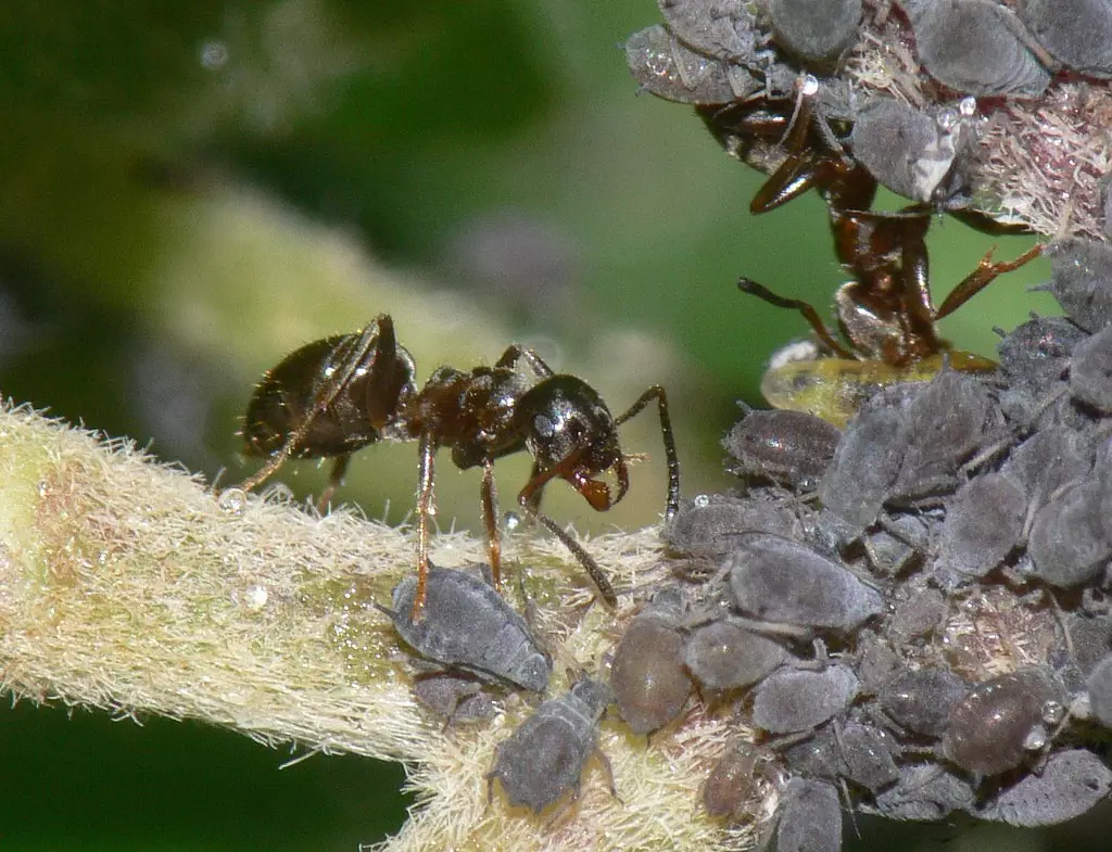 Laputu ferma