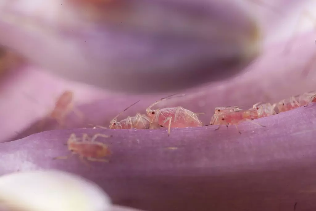 Aphids Nest