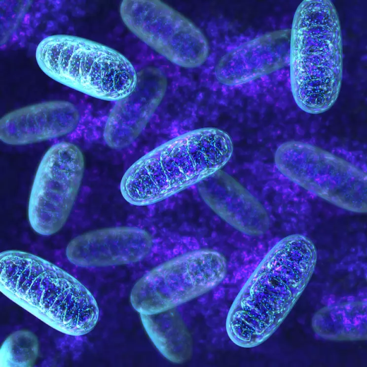 Na-atụgharị Mitochondria nwere ọrụ amabeghị