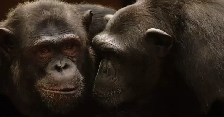 Chimps na-atụba nkume n'osisi, na-eji ụda mmetụta kwurịta okwu