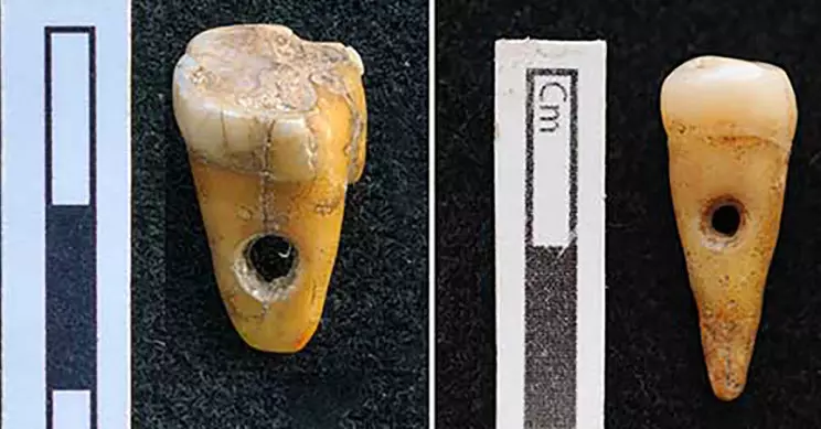 Tib neeg Prehistoric Hauv Qaib Cov Txwv siv tib neeg cov hniav ua cov hniav nyiaj hniav kub