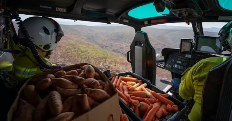 Mat fra luften på Bushfire herjet Australia for å redde dyr fra sult