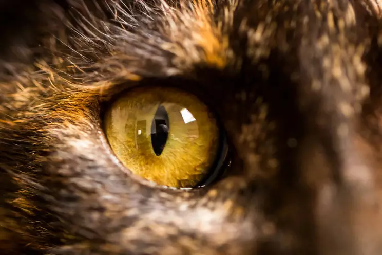 ojos de animales pupilas verticales