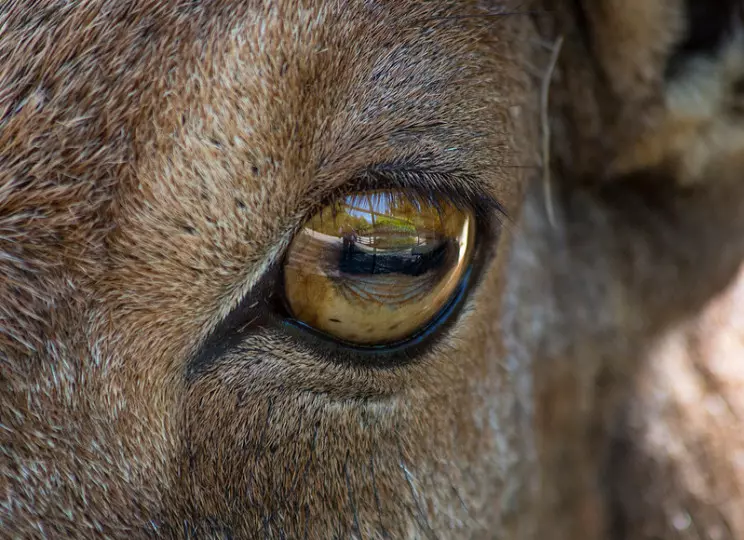 ojos de animales pupila horizontal