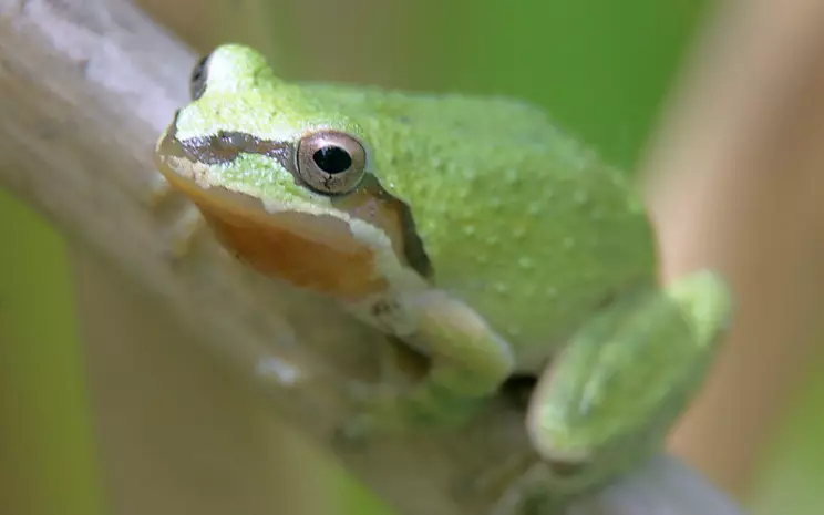 ಪ್ರಾಣಿಗಳ ಕಣ್ಣುಗಳು ಸಮತಲವಾದ ಸೀಳು