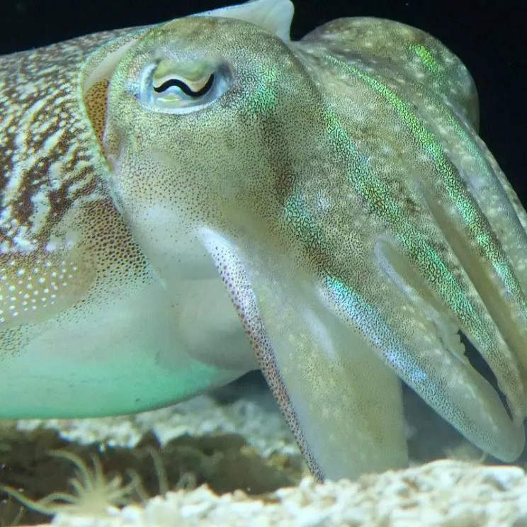 ojos de animales pupilas en forma de w